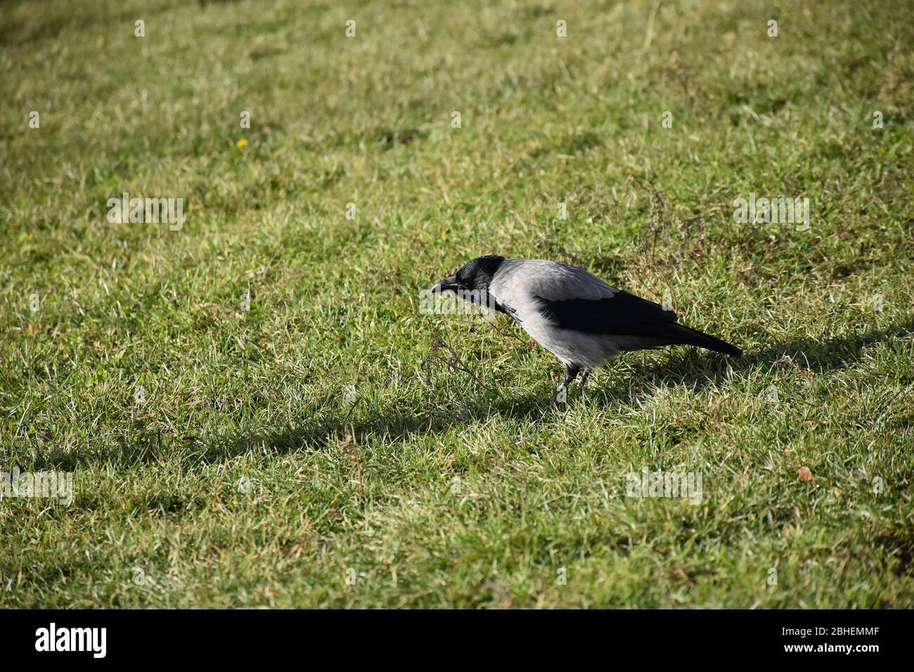 In the middle of the green lawn stands a crow with an elongated neck ...