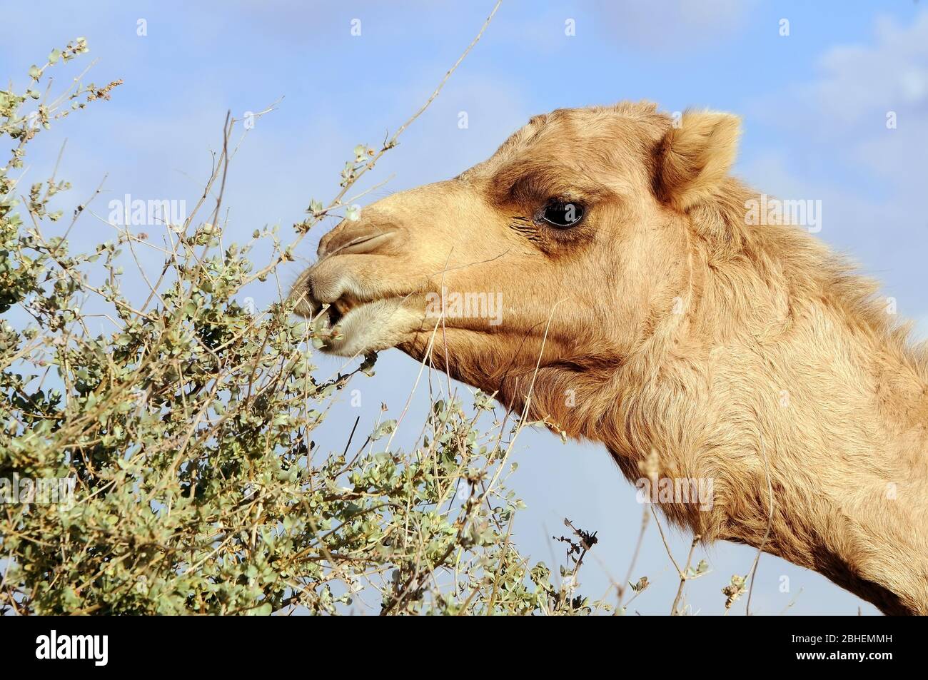 Camel eating plant hi-res stock photography and images - Alamy