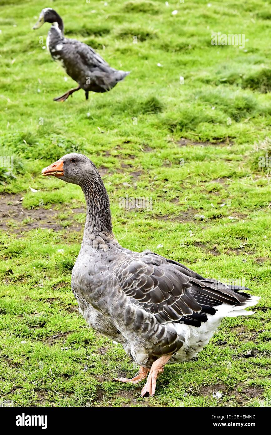 Italy South Tyrol - Pomeranian goose - wild goose or Rügener ( Anser ...