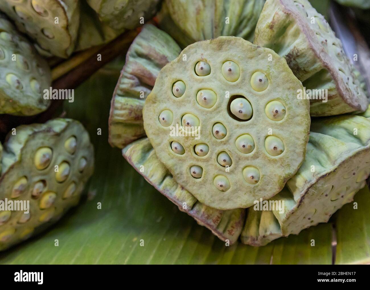 Eating lotus seed hi-res stock photography and images - Alamy