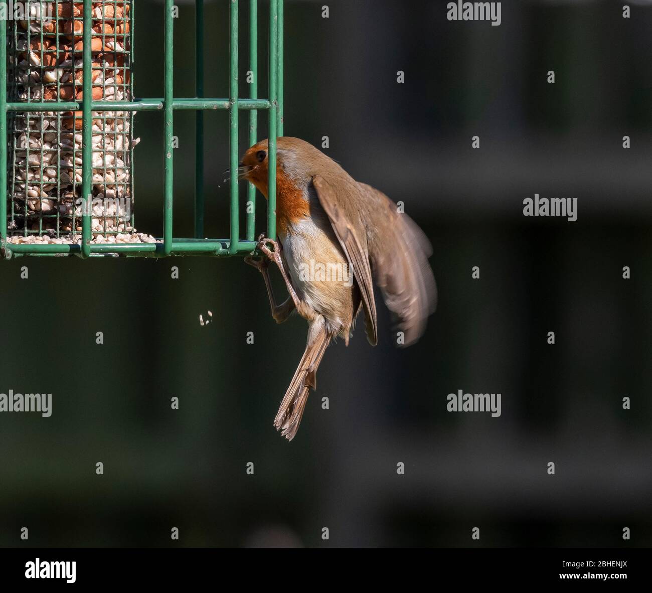 Robin feeds from a hanging wire basket bird feeder in London garden ...