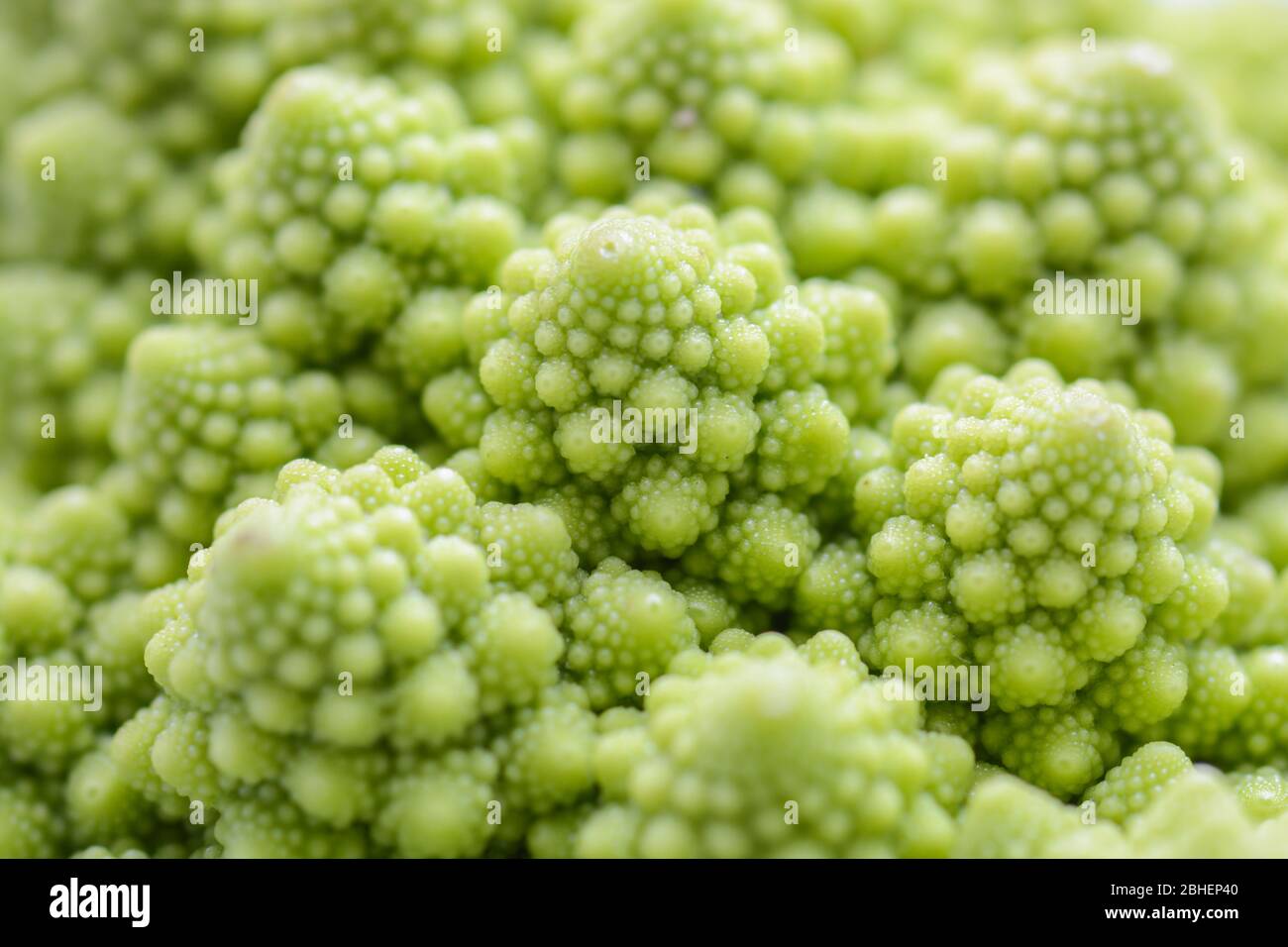 Roman cauliflower isolated on white background, it is an edible flower ...