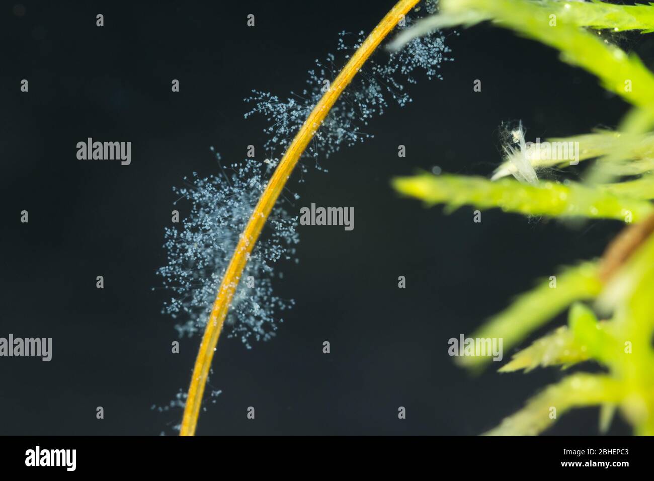 Protozoan colony (Carchesium Stock Photo - Alamy
