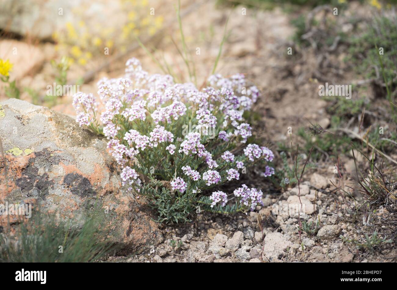 Pink candytuft, iberis wild plant from Cappadocia, Turkey Stock Photo ...