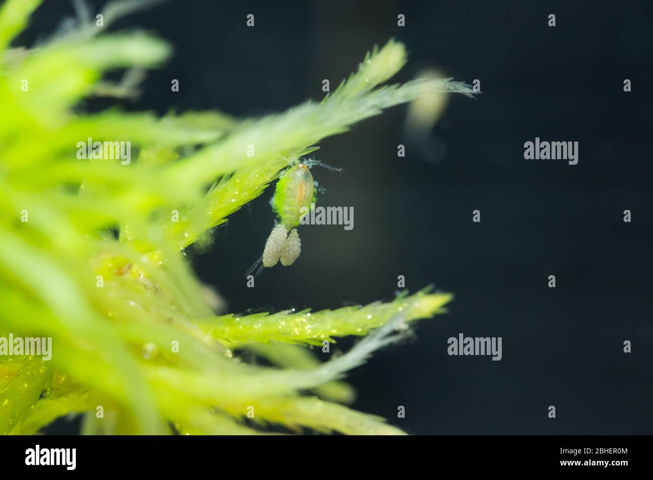Freshwater copepod (Cyclops sp Stock Photo - Alamy