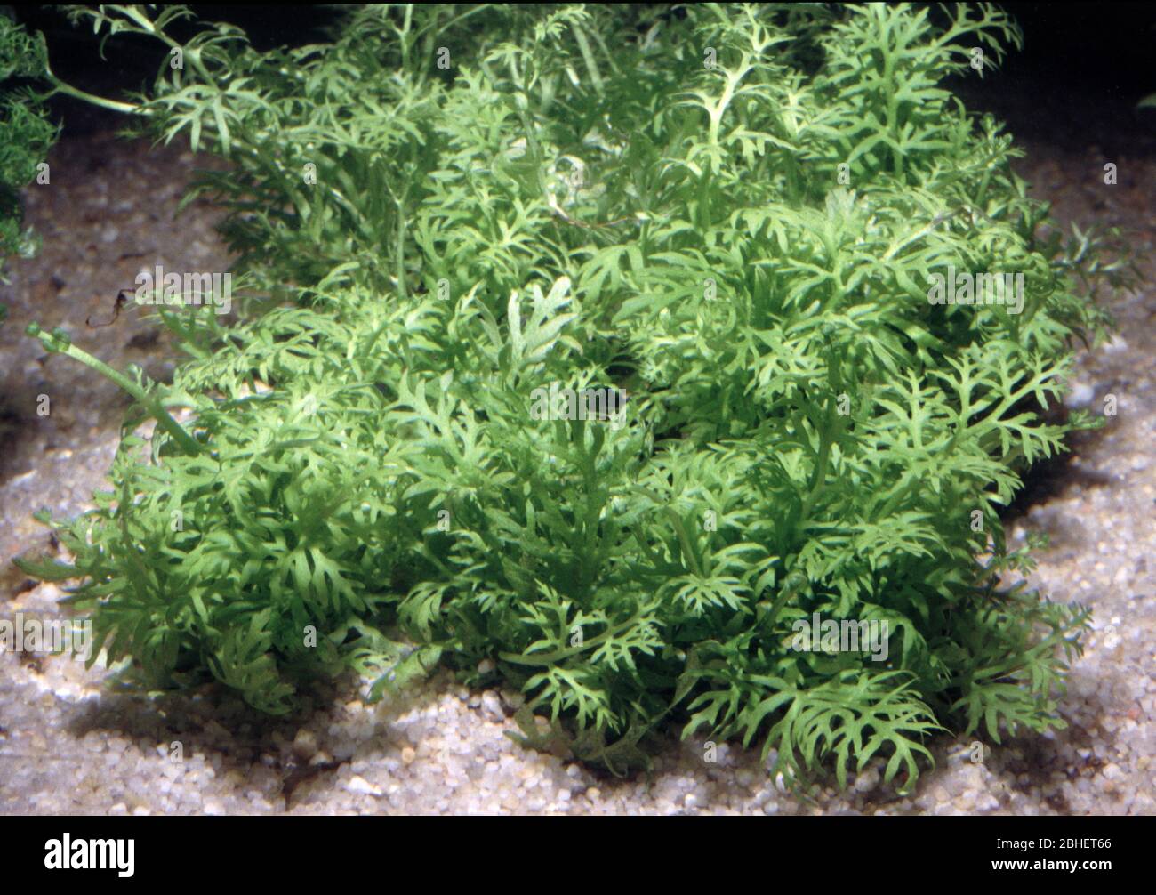 Ceratopteris thalictroides hi-res stock photography and images - Alamy