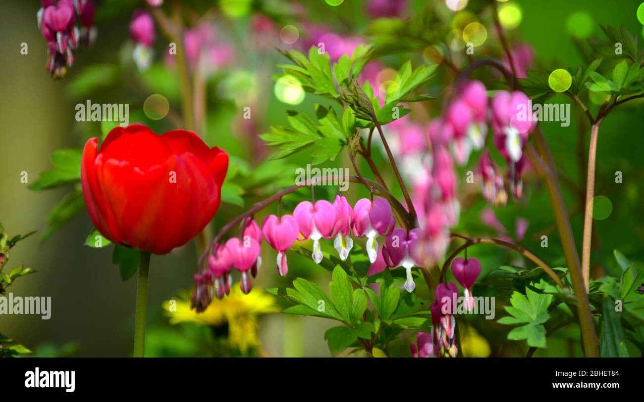 Dicentra spectabilis gold heart hi-res stock photography and images - Alamy