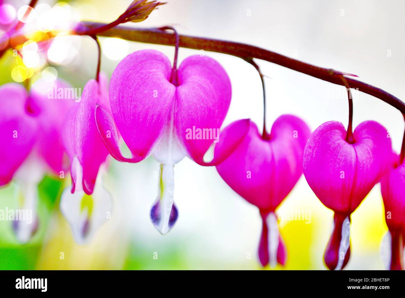 Dicentra spectabilis gold heart hi-res stock photography and images - Alamy