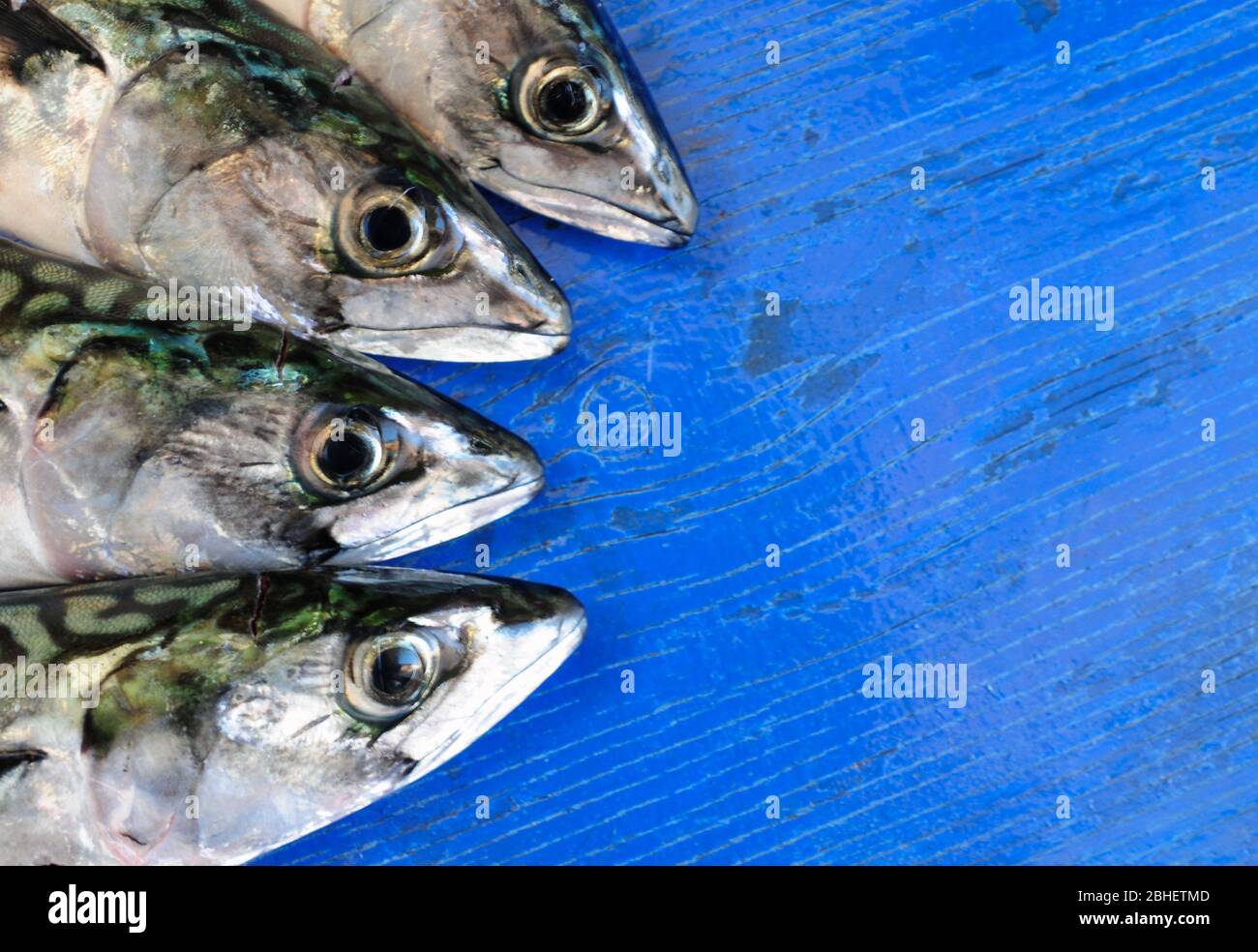 Portland. 23rd April 2020. Fish. Fresh mackerel heads are arranged on a ...
