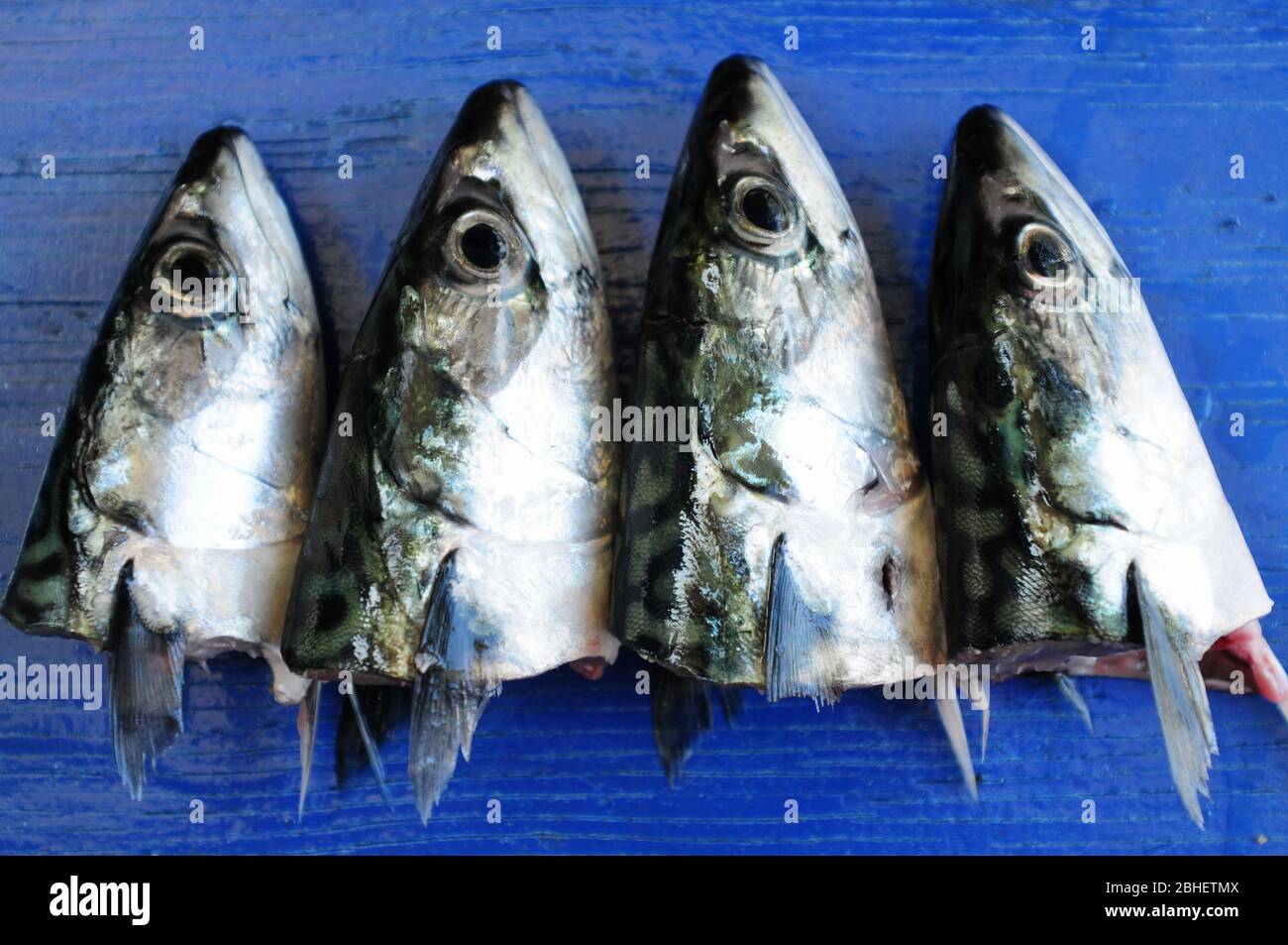Portland. 23rd April 2020. Fish. Fresh mackerel heads are arranged on a ...