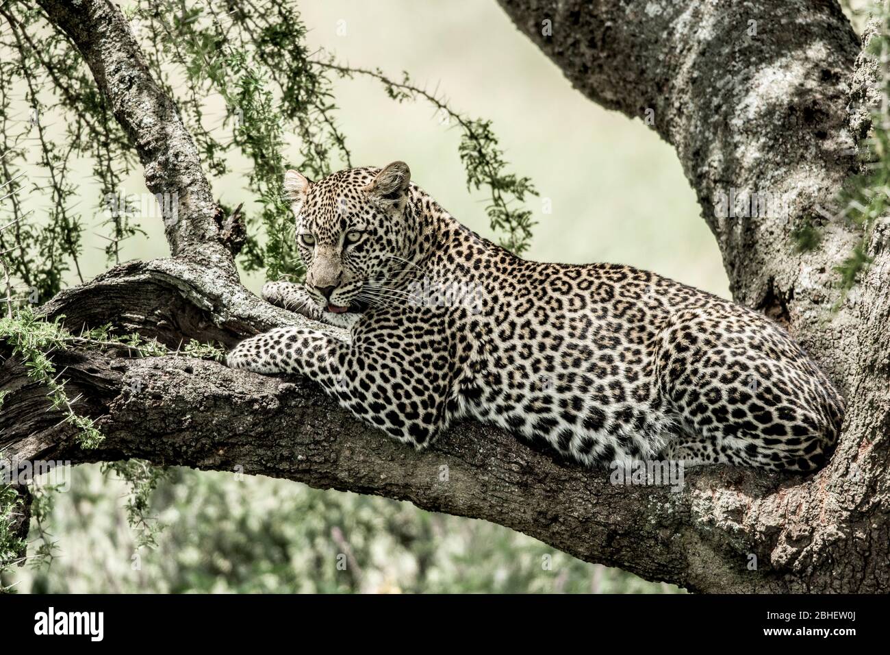 Leopard panthera pardus resting in tree in serengeti national park hi ...