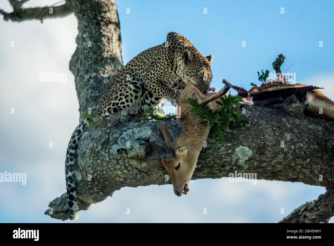 Antelope hunting leopard hi-res stock photography and images - Alamy