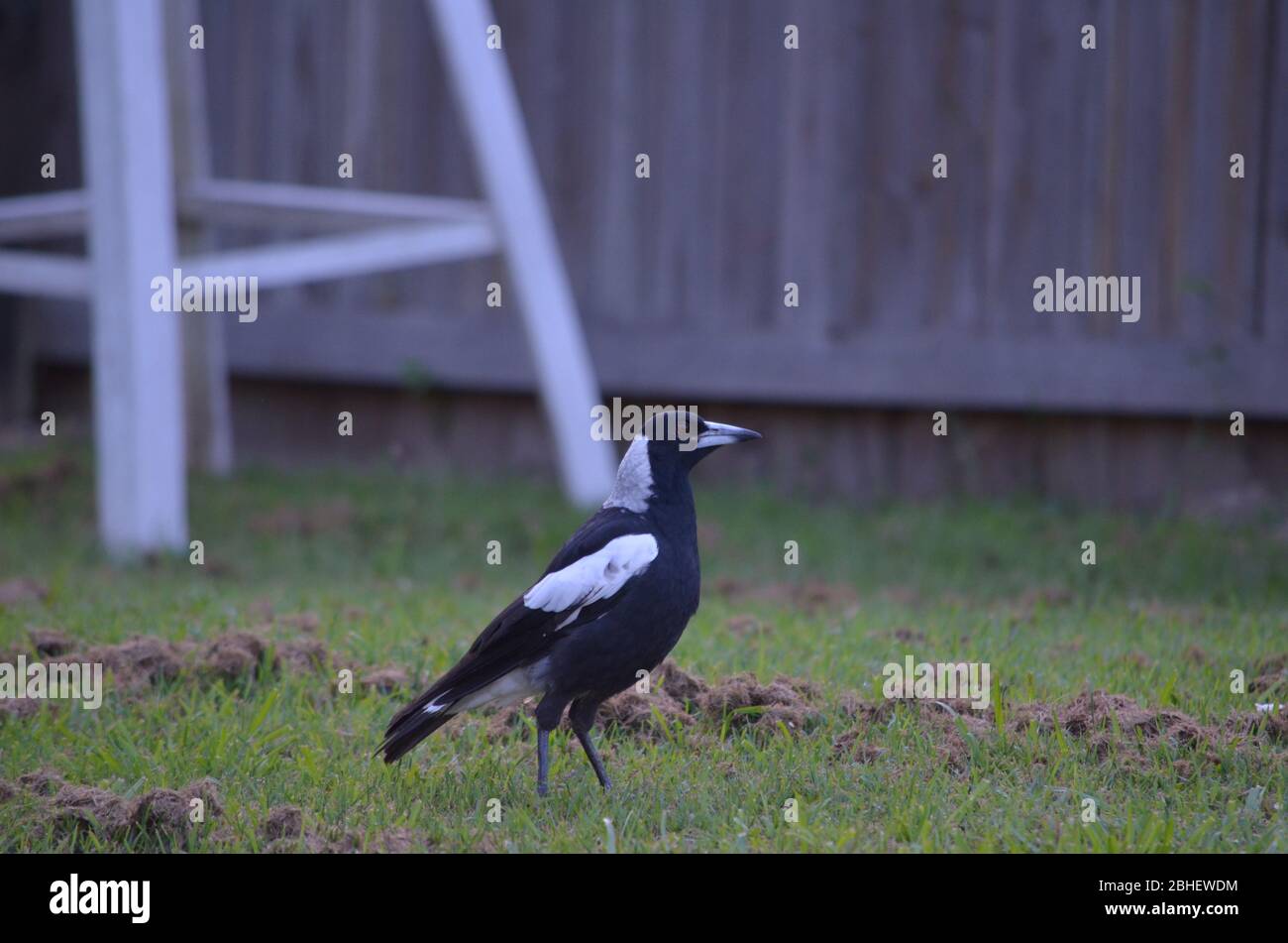 Beautiful magpie hi-res stock photography and images - Alamy