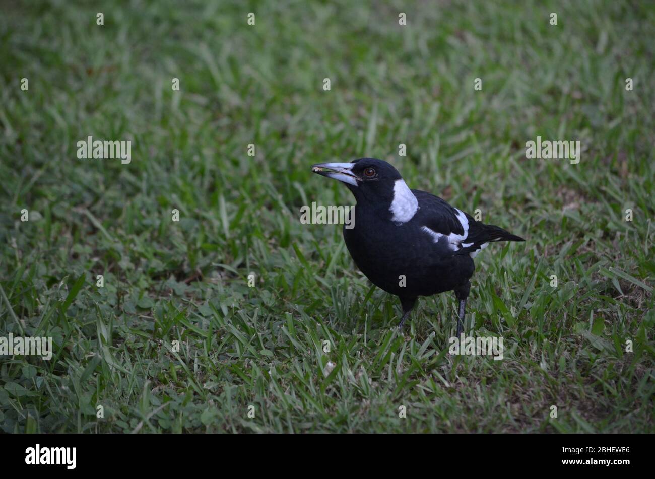 Beautiful magpie hi-res stock photography and images - Alamy