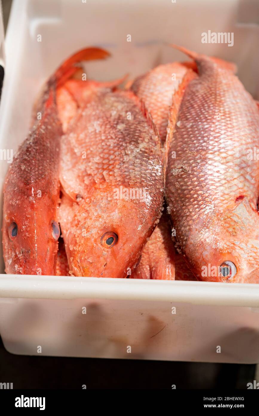 Fresh caught Red Snapper on ice Stock Photo - Alamy