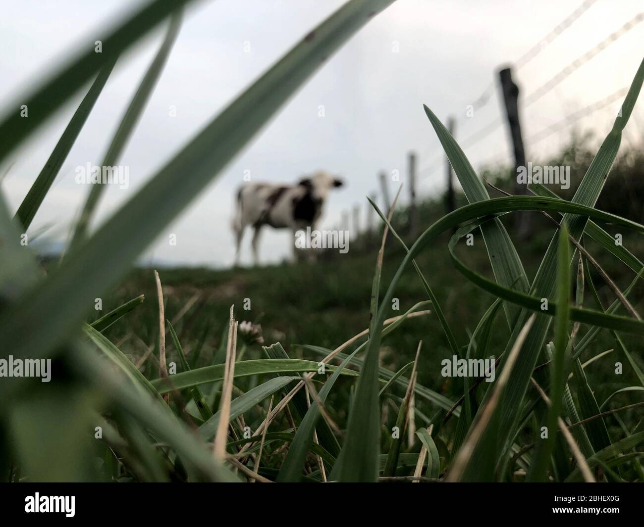 The Montbeliarde cow is a breed of red pied dairy cattle, standing in ...