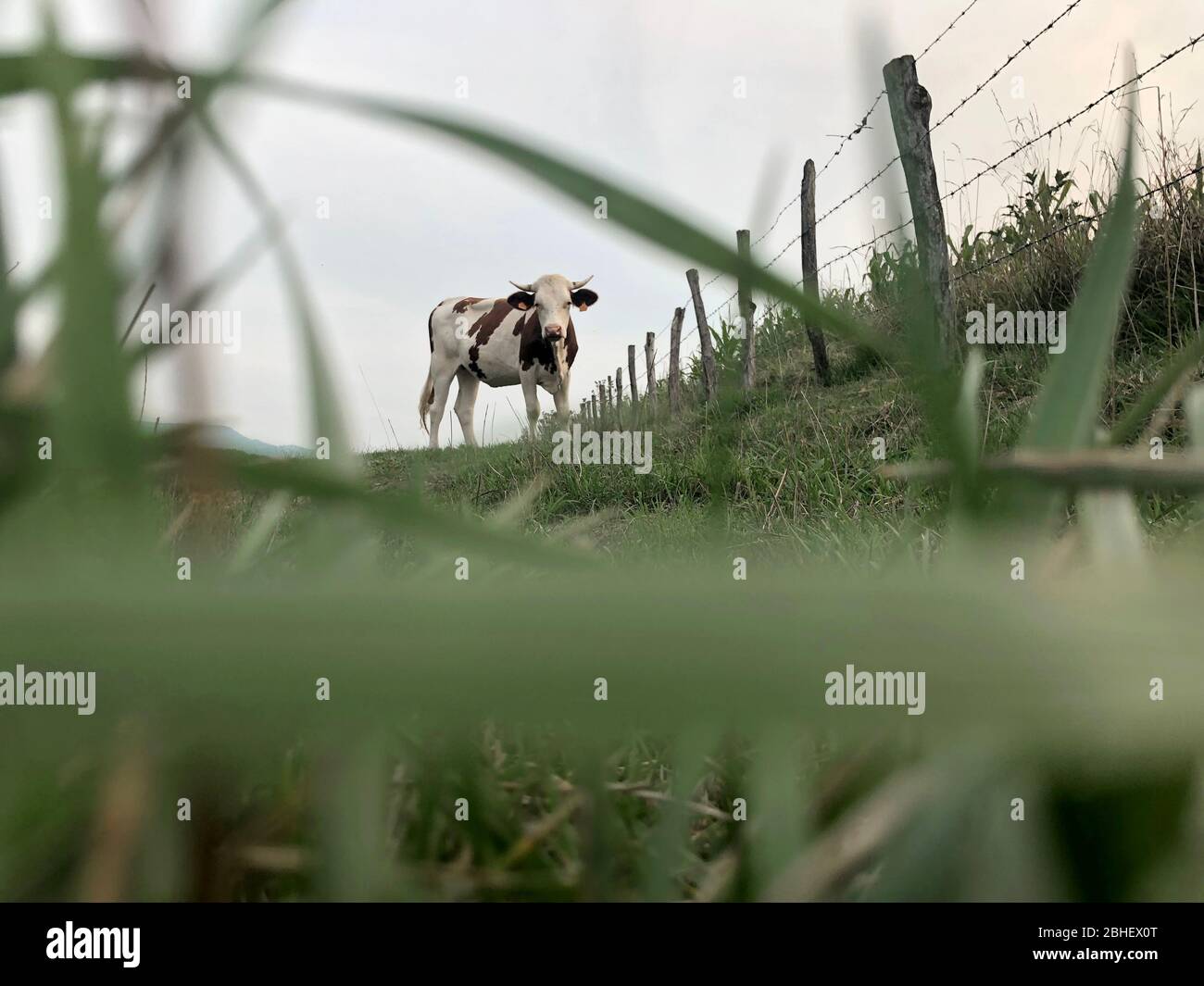 The Montbeliarde cow is a breed of red pied dairy cattle, standing in ...