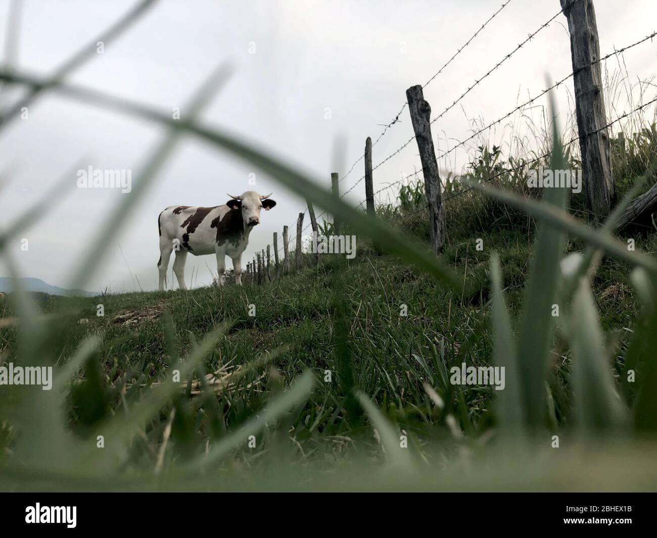 The Montbeliarde cow is a breed of red pied dairy cattle, standing in ...