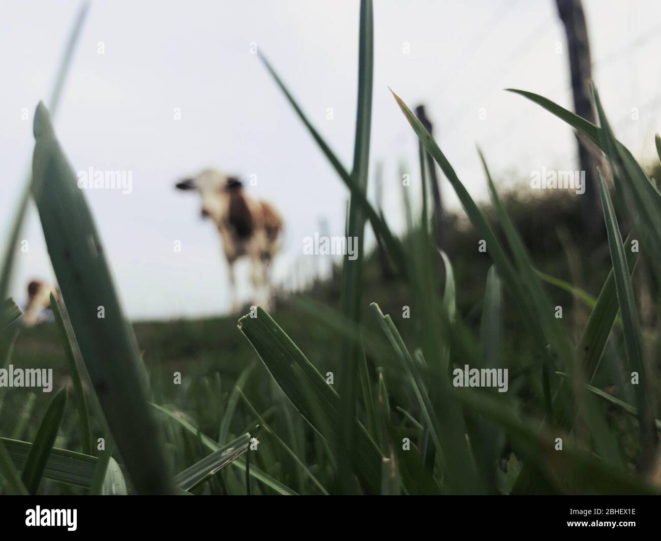 Montbeliarde cattle hi-res stock photography and images - Alamy