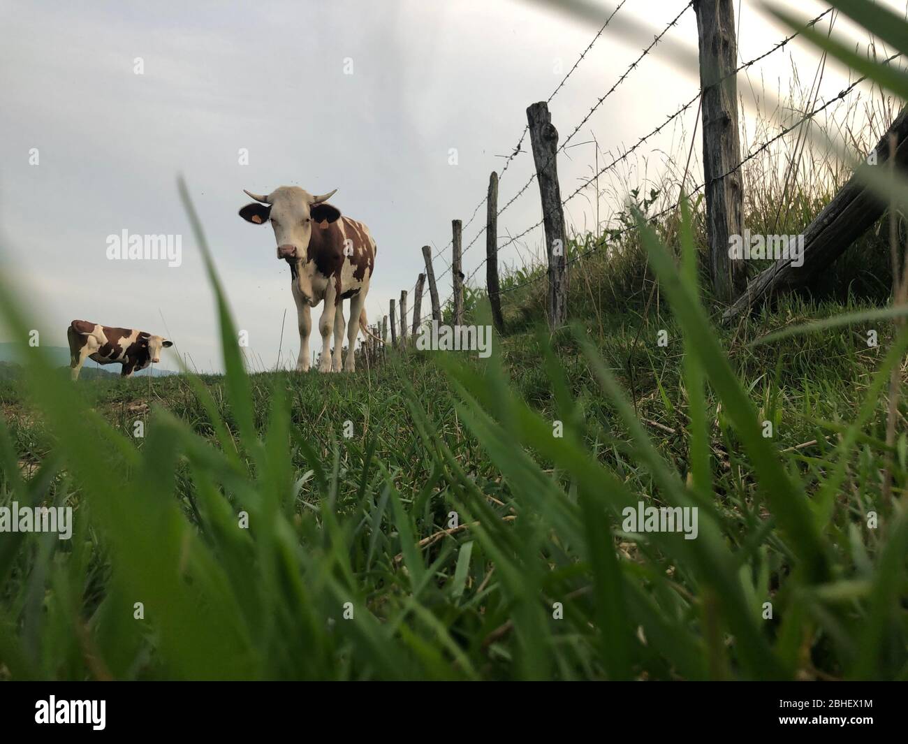 The Montbeliarde cow is a breed of red pied dairy cattle, standing in ...