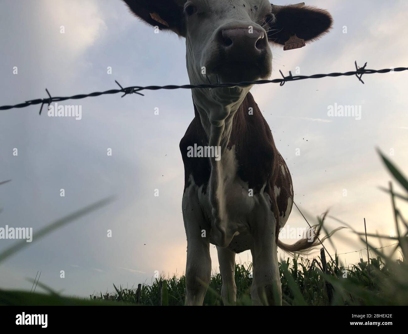 The Montbeliarde cow is a breed of red pied dairy cattle, standing in ...