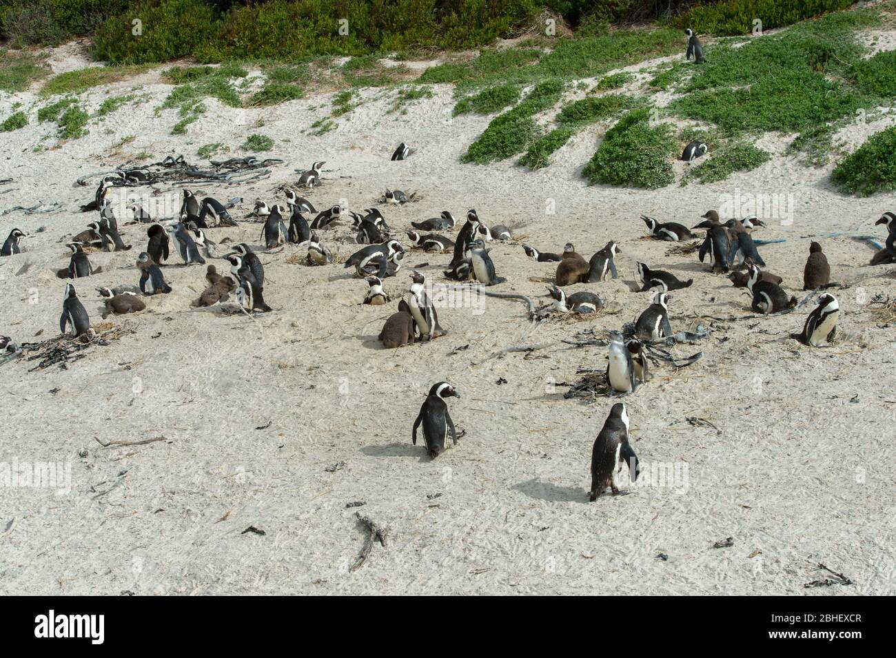 African Penguin colony (Spheniscus demersus), also known as the Black ...