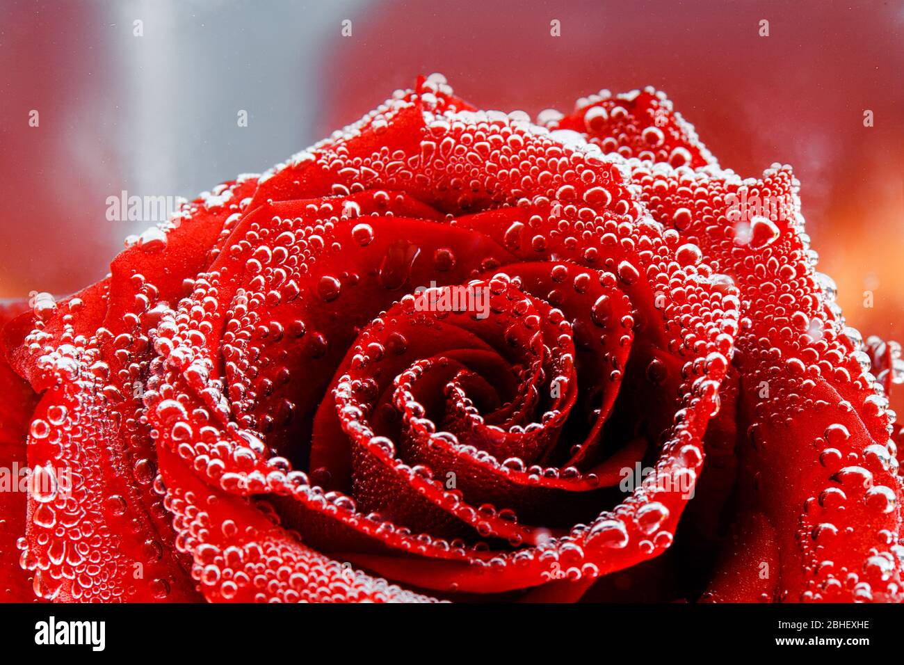 Red rose with dew drops on a red background. Preparation of postcards ...