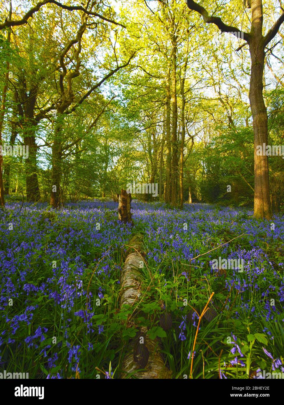Bluebells flowering in woodlands during spring, Surrey, England, United ...