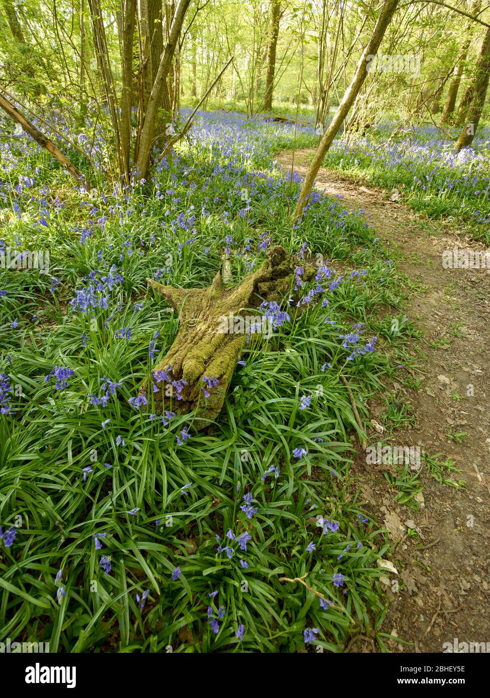 Bluebells flowering in woodlands during spring, Surrey, England, United ...