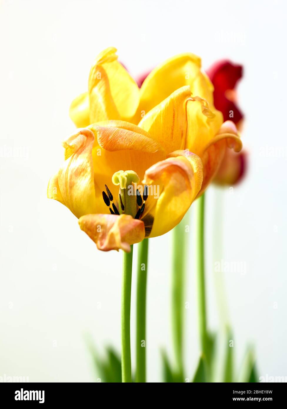 Flower photography of spring flowering Tulips in a residential garden ...