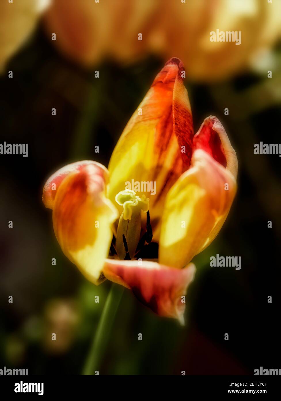 Flower photography of spring flowering Tulips in a residential garden ...