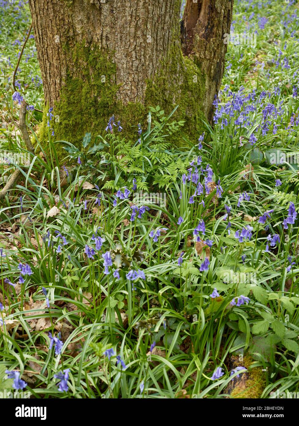 Bluebells flowering in woodlands during spring, Surrey, England, United ...