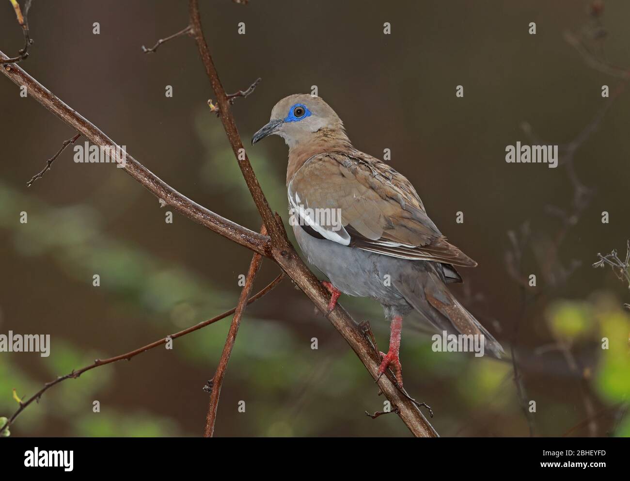 West peruvian dove hi-res stock photography and images - Alamy