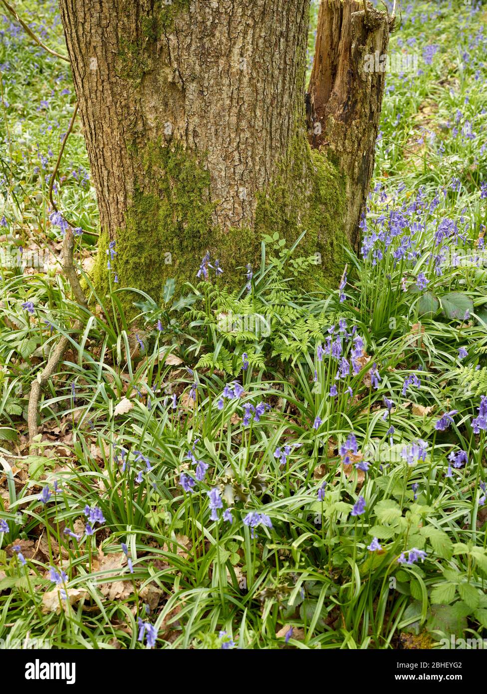 Bluebells flowering in woodlands during spring, Surrey, England, United ...