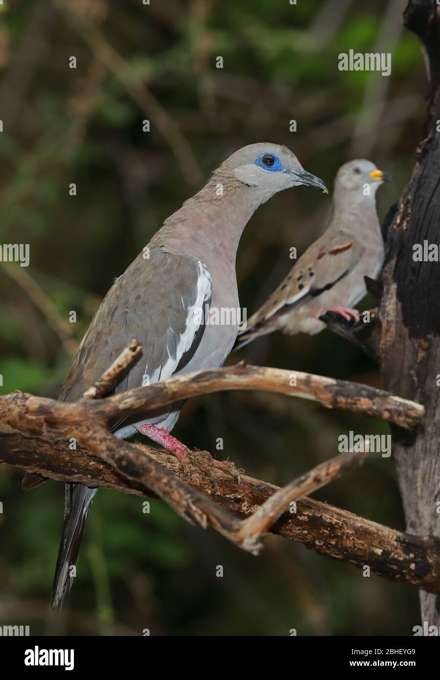 West peruvian dove hi-res stock photography and images - Alamy