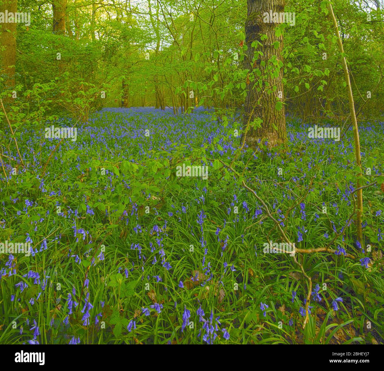 Bluebells flowering in woodlands during spring, Surrey, England, United ...