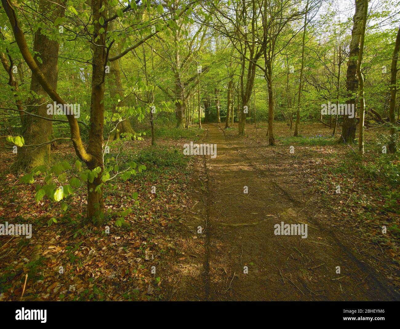 Exercise path through Surrey woodland spring as the leaves are ...