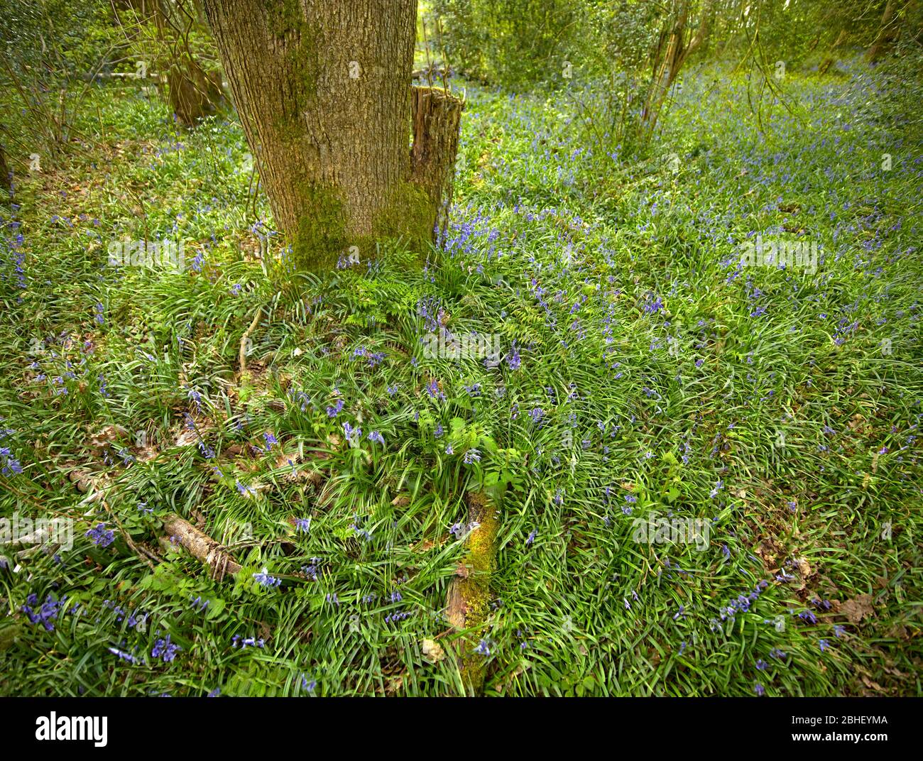 Bluebells flowering in woodlands during spring, Surrey, England, United ...