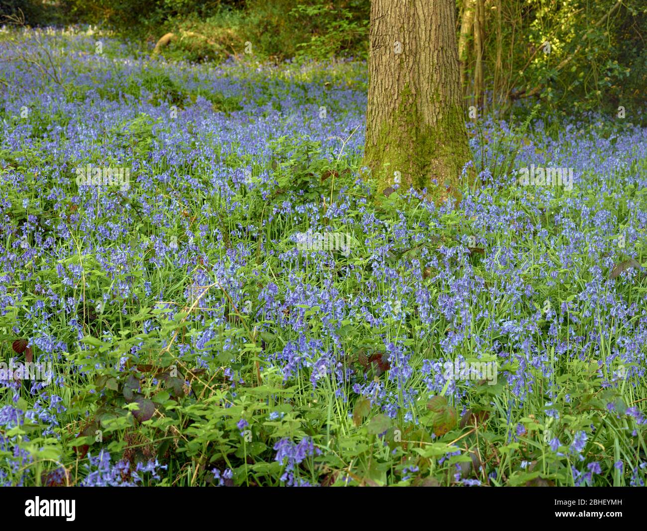 Bluebells flowering in woodlands during spring, Surrey, England, United ...