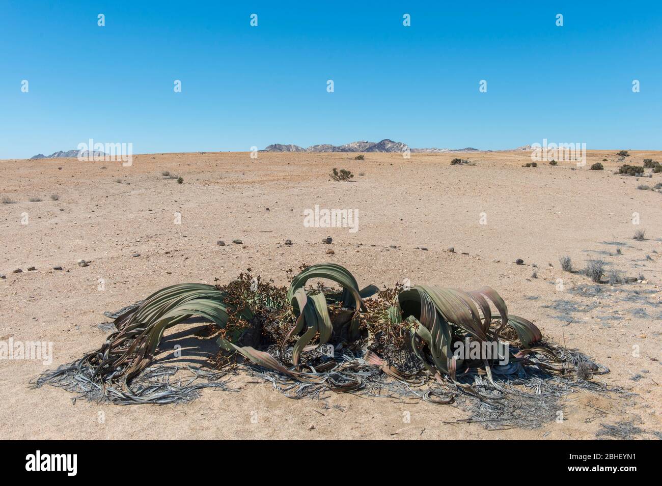 Female Welwitchia (Welwitschia mirabilis) plant in the Namib Desert ...
