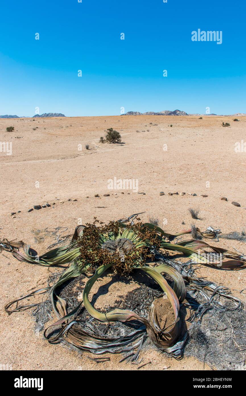 Female Welwitchia (Welwitschia mirabilis) plant in the Namib Desert ...