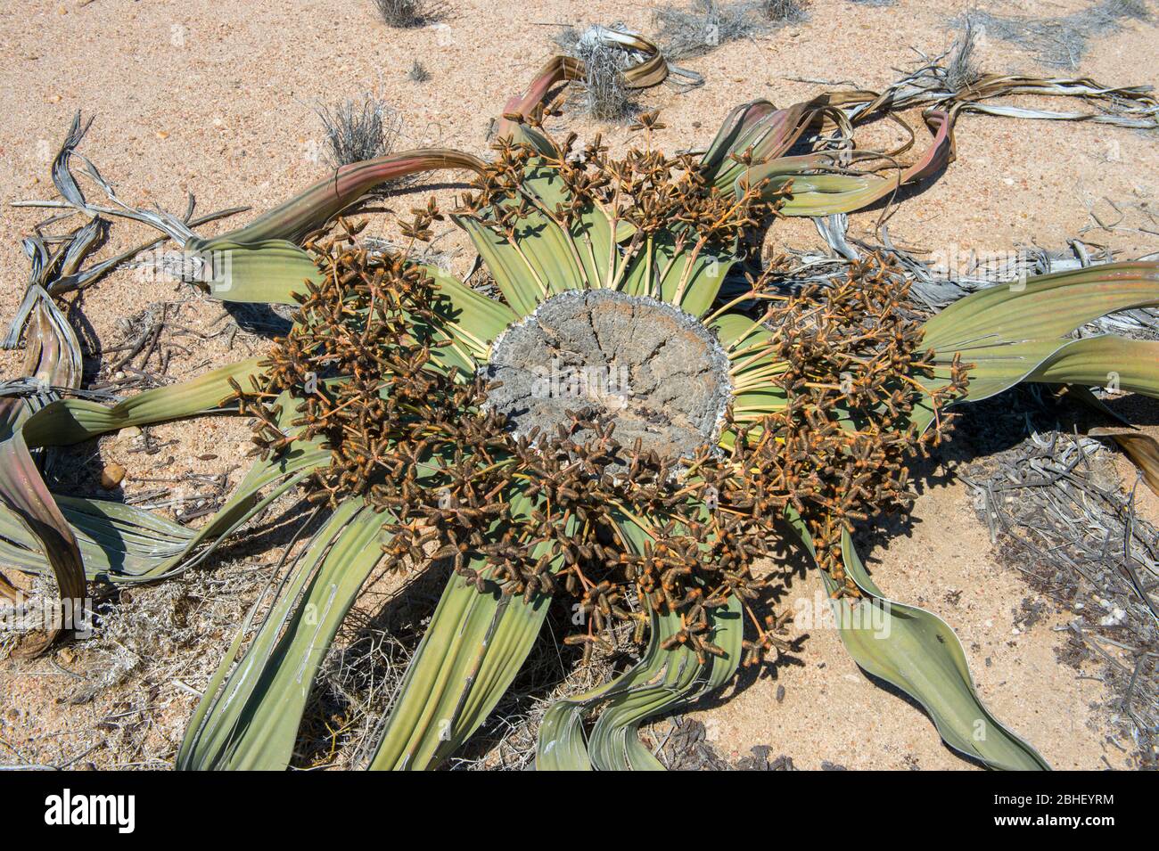 Female Welwitchia (Welwitschia mirabilis) plant in the Namib Desert ...