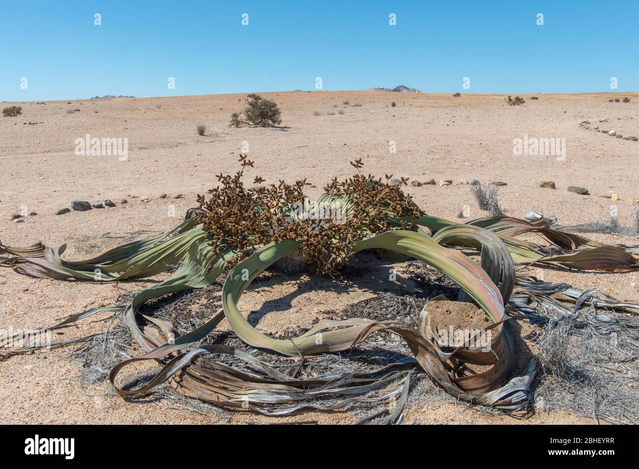 Welwitchia plant hi-res stock photography and images - Alamy
