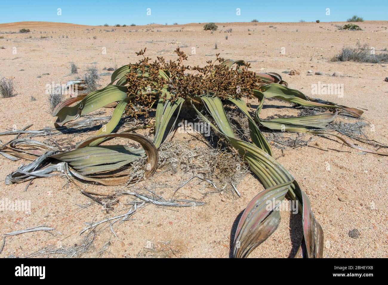Male Welwitchia (Welwitschia mirabilis) plant in the Namib Desert near ...