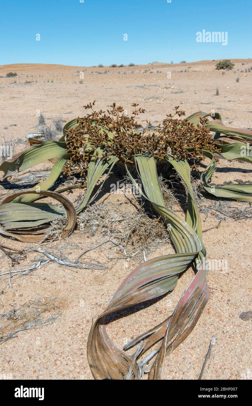 Female Welwitchia (Welwitschia mirabilis) plant in the Namib Desert ...