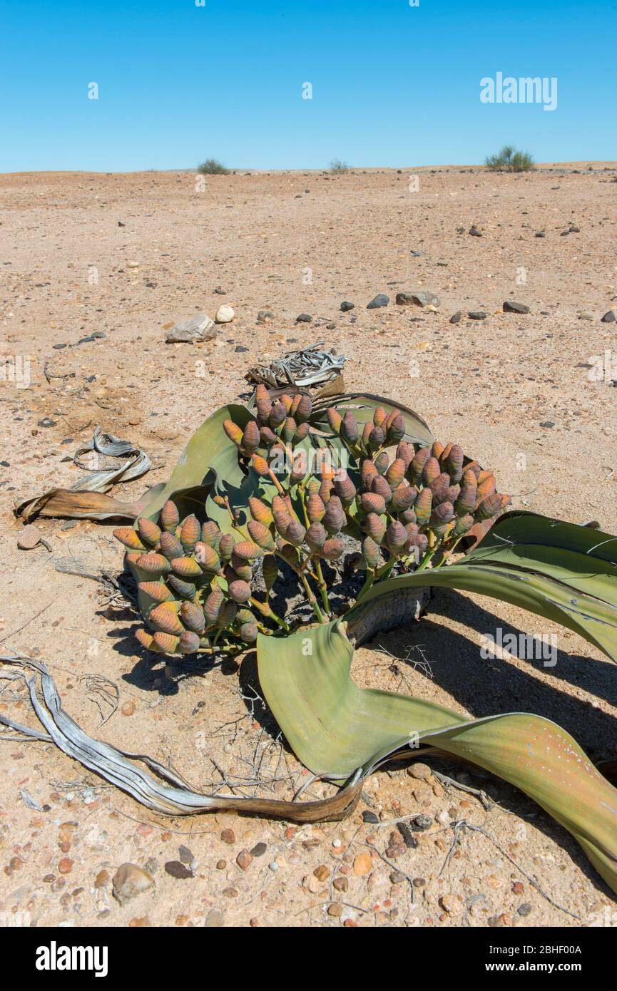 Male Welwitchia (Welwitschia mirabilis) plant in the Namib Desert near ...