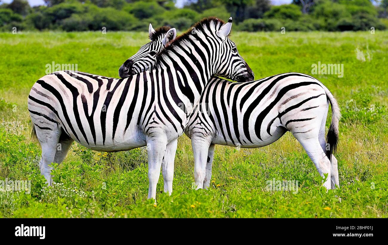 Zebre savana hi-res stock photography and images - Alamy
