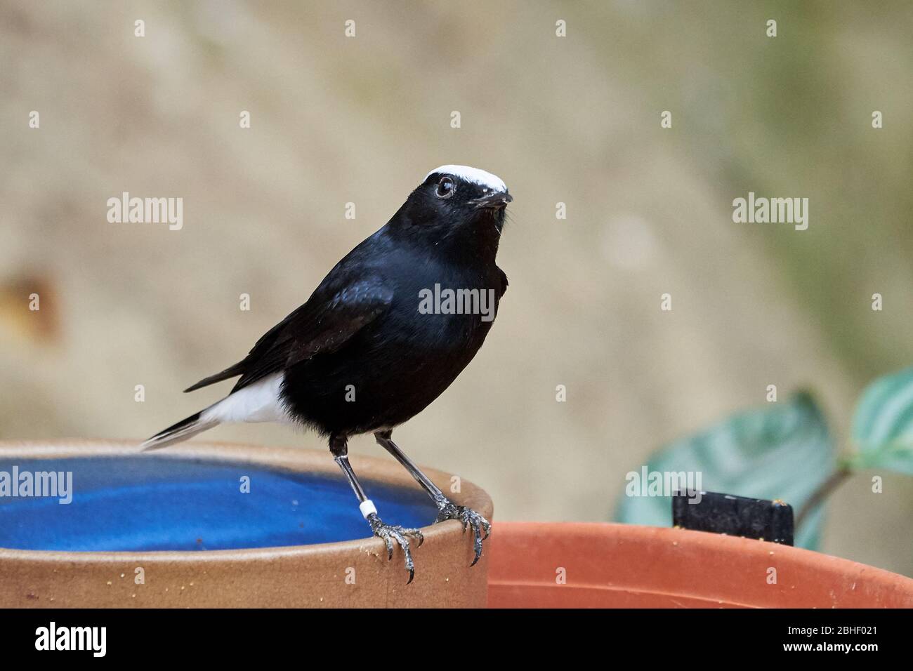 White-crowned wheatear or white-crowned black wheatear (Oenanthe ...