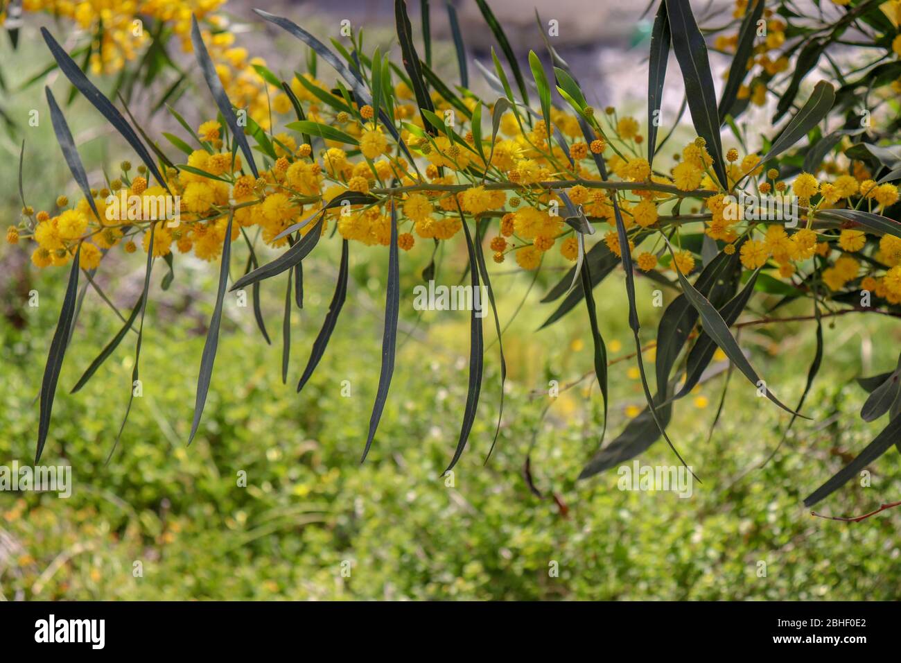 Acacia acacia cyprus hi-res stock photography and images - Alamy