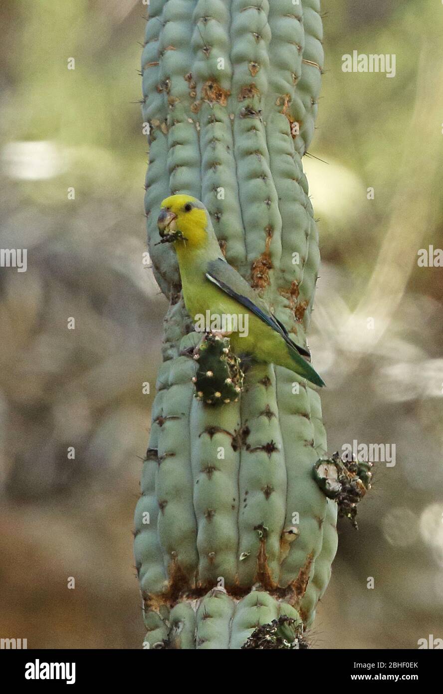 Yellow-faced Parrotlet (Forpus xanthops) adult feeding on cactus fruit ...